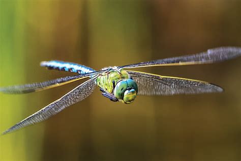 There Will Be Bugs How The Ncsc Is Trying To Eradicate An Entire Class Of Vulnerabilities • Assured