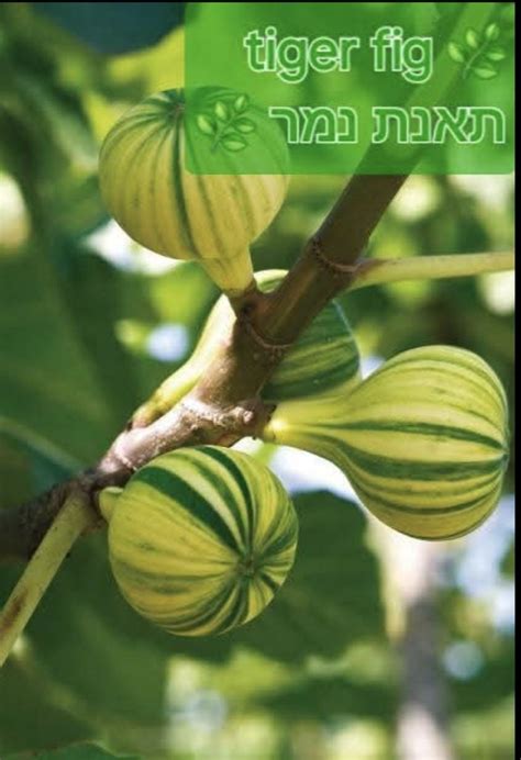 שורשים חקלאות