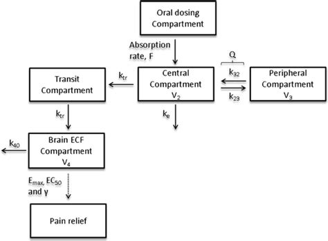A Schematic Representation Of The Full Pkpd Model Download