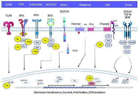 Hybrid Oncofusions Disrupt Many Receptor Dependent Signaling Pathways