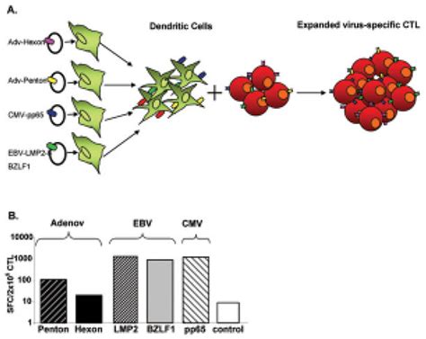 Virus Specific Cytotoxic T Cells A Generation Of Virus Specific Download Scientific Diagram