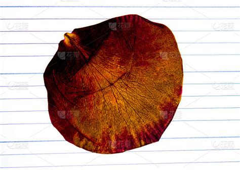 玩具、瓷、铬、石、橡胶、白色、球、标志、黄色、符号、形状、抽象、图标、小、切割机、几何、插图、游戏、