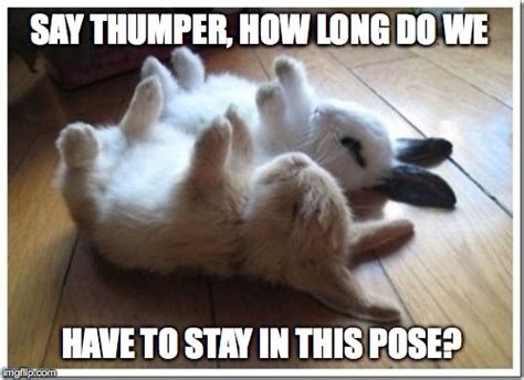 Funny Bunny Memes