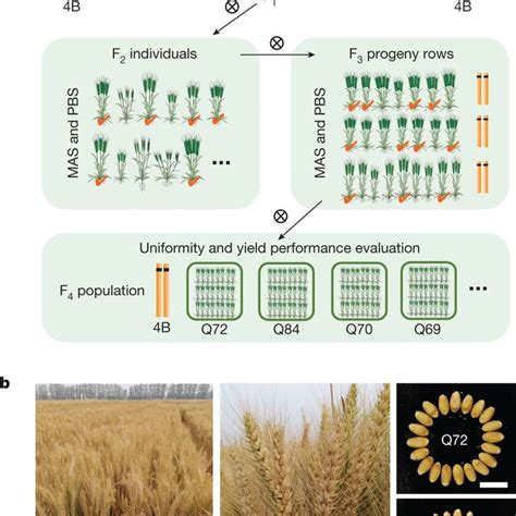 Application Of R E Z Haploblock Deletion In High Yield Semi Dwarf Wheat Download Scientific
