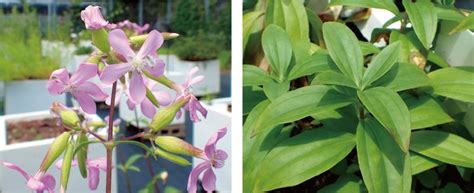 サボンソウ 熊本大学薬学部薬用植物園 薬草データベース