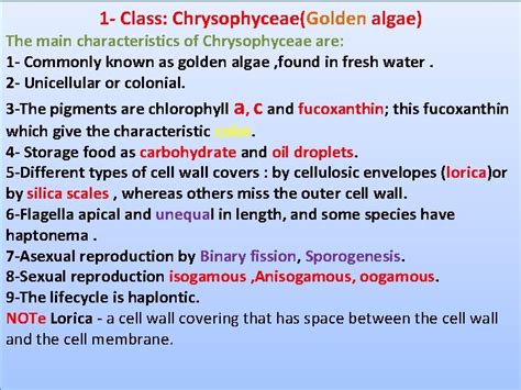 Division Euglenophyta The Principal Characteristics Of The Euglenophyta