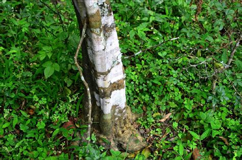 Shoot Tip Grafting Technique For Mitigating Plant Disease At Tinchuley