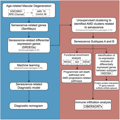 Bioinformatics Analysis For Constructing A Cellular Senescence Related Age Related Macular