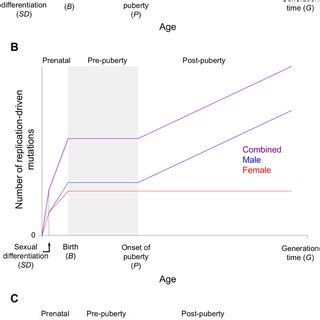 The Accumulation Of Replication Driven Mutations With Sex And Age A Download Scientific