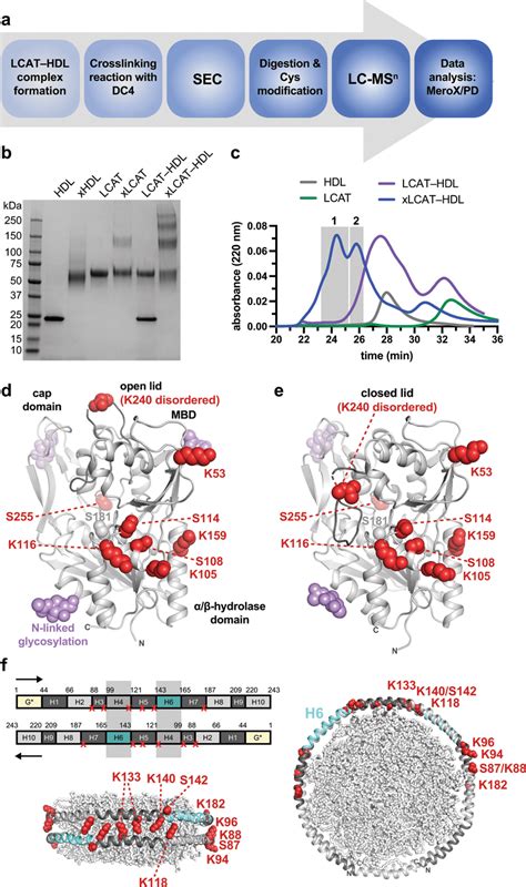Lcathdl Crosslinking Implicates Preferential Lcathdl Interactions A Download Scientific