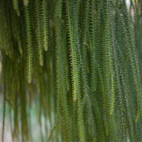 New Zealand Rimu Dacrydium Cupressinum Sequoia Valley Farms New Zealand Rimu Dacrydium Cupressinum Sequoia Valley Farms