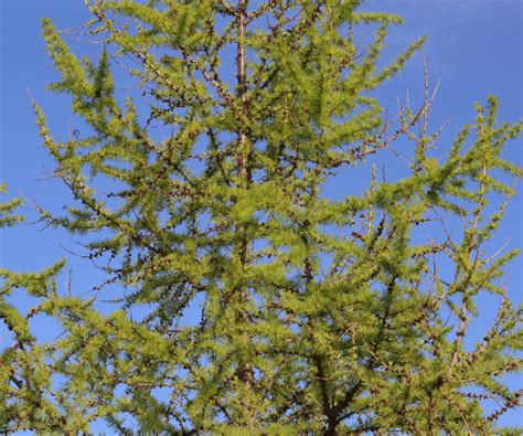 5 Signs Your Conifer Tree Needs Surgery Top Garden Services