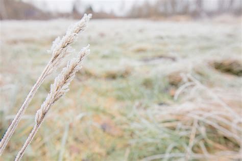 자연 흐릿한 배경에 얼음 결정으로 무성한 녹색 잔디를 얼어 붙입니다 겨울에자연 경관 부드러운 보케와 안개 클로즈업 복사 공간 0명에 대한 스톡 사진 및 기타 이미지 Istock