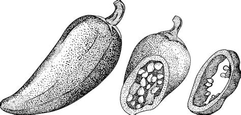 colorful chili pepper vector set on beige background vector chili mexico vector png and