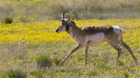 Sonoran Pronghorn Defenders Of Wildlife