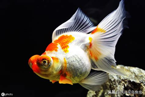 家庭小金鱼的饲养方法攻略保证你的爱鱼不会死 说明书网