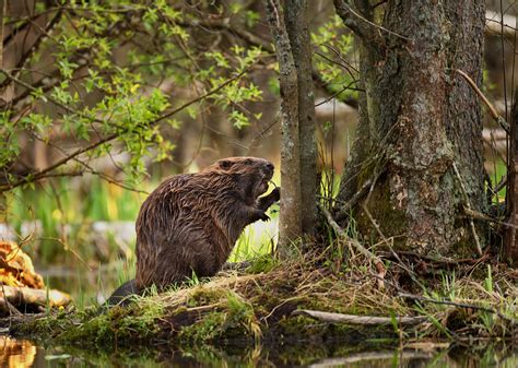 Beavers How Natures Engineers Are Making A Comeback