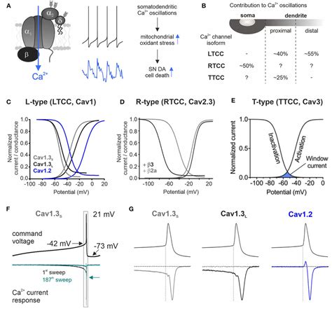 Contribution To Stressful Somatodendritic Ca²⁺ Oscillations Gating Download Scientific Diagram
