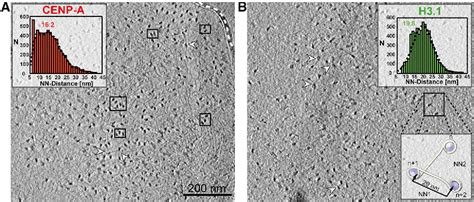 Figure 1 From Cenp A Arrays Are More Condensed Than Canonical Arrays At Low Ionic Strength