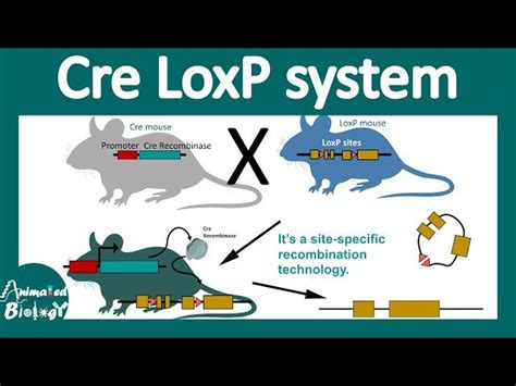 Free Video Cre Lox System Conditional Gene Knockout And Site Specific Recombination From