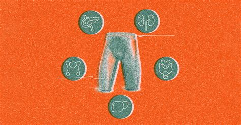 5 Other Organs That Can Affect Your Sexual Function