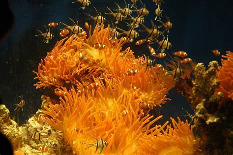 Top 15 Des Plus Beaux Aquariums Du Monde