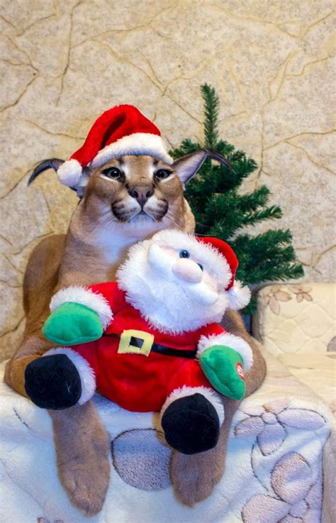 Big Cats Cute Cats Funny Cats Funny Animals Cute Animals Caracal
