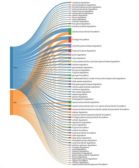 Sankey Plot Elaborating The Total Puldb Functions Of Bs14 And Sr1