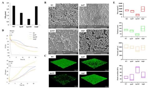 New Insights Into The Mediation Of Biofilm Formation By Three Core Extracellular Polysaccharide