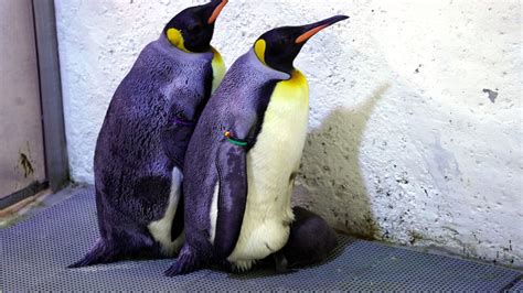 Detroit Zoo Cincinnati Zoo Partner To Hatch King Penguin Chick