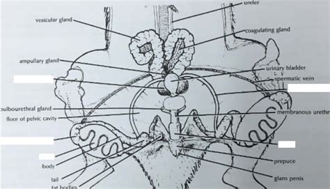 Bz 214 Rat Male Reproductive System Diagram Quizlet