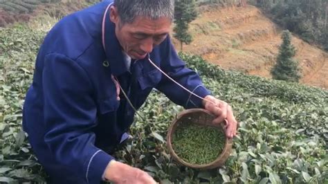 新茶上市七旬老人不在家休息也到茶园采茶 凤凰网视频 凤凰网