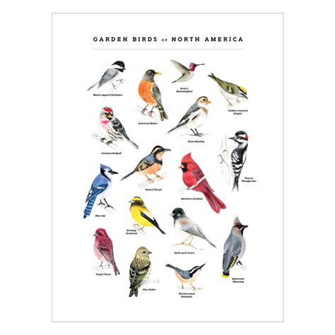 North American Backyard Birds