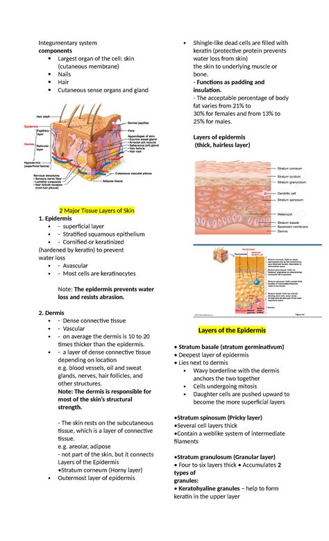 Anaphy Lec Integ Midterm 1 Integumentary System Components Largest