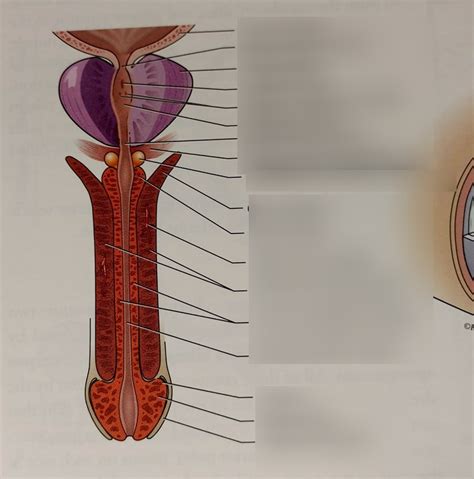 External Male Genitals Diagram Quizlet External Male Genitals Diagram Quizlet