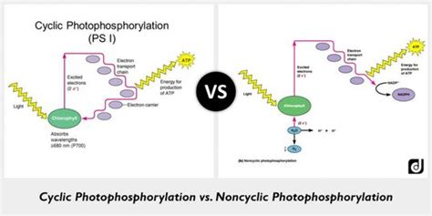 Topic 8 3 Photosynthesis Amazing World Of Science With Mr Green