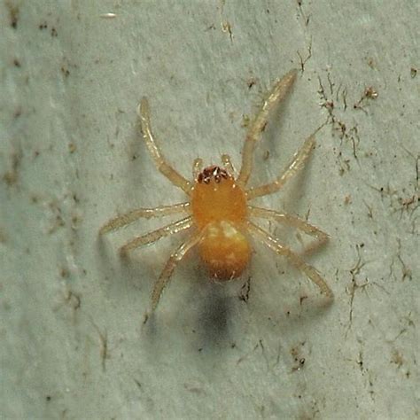Spiderling Bugguidenet