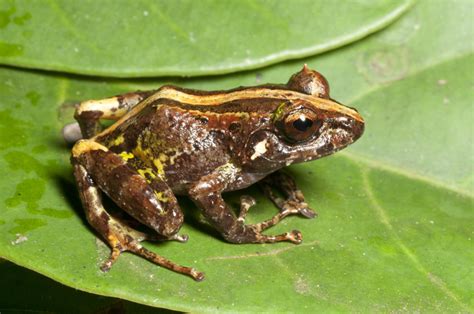One Of Several Predominant Polymorphic Color Patterns Of Male