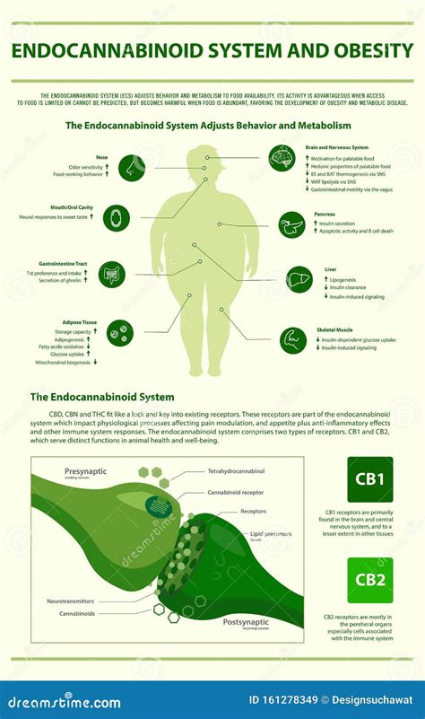 Endocannabinoid System Medical Cannabis Cartoon Vector Cartoondealer