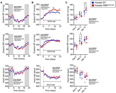 Car Dio Vascular Effects Of Prr Deletion In The Rvlm Region In Females