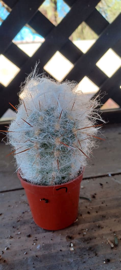 Hairy Fuzzy Cactus 2in Pot Plant Red Thorns 7 Etsy