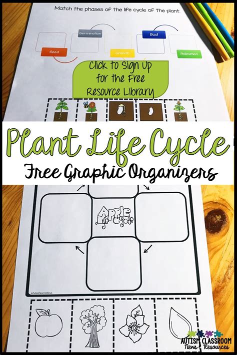 Life Cycle Of A Plant For Kindergarten