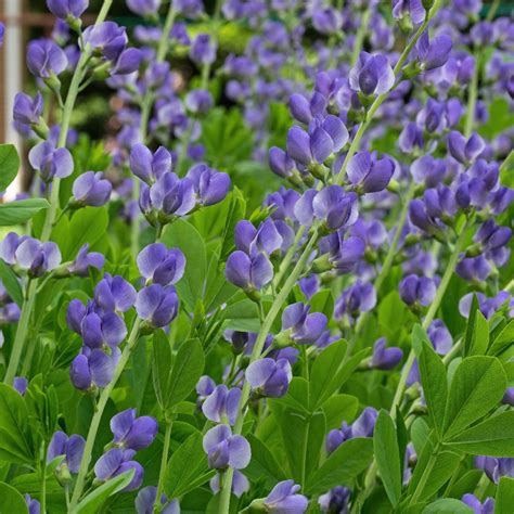 Baptisia Picturethis