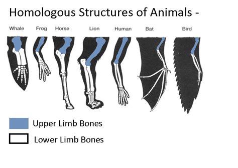 Evolution And Populations