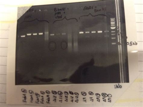 Teammanchesterlabbook