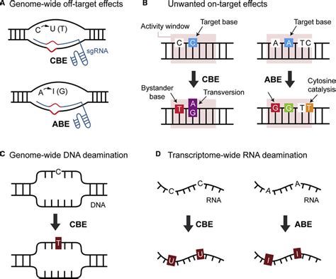 Possible Dna Base Editor Side Effects A Schematic Diagram Of The Download Scientific Diagram