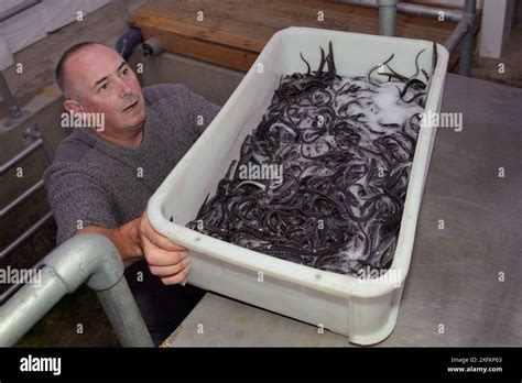 Tray Of European Eel Anguilla Anguilla Elvers At Uk Glass Eels Ready