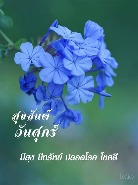 ปักพินโดย นัยนา ใน การบันทึกอย่างรวดเร็ว ดอกไม้สีฟ้า สวัสดีตอนเช้า กุหลาบสีชมพู