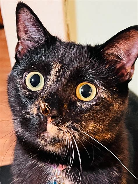 Bug On Nose R Torties