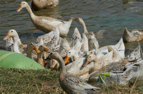 中國通報2例「禽傳人」禽流感 相關毒株已在全球傳播 國際要聞 全球 Nownews今日新聞